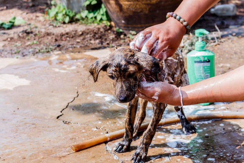Dog Taking a Shower with Soap and Water. Stock Photo - Image of ...