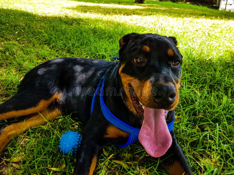 Black Rottweiler Dog on Grass Stock Photo - Image of meadow, flower ...