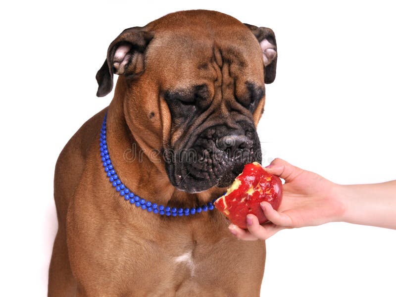 Dog eating healthy food stock image. Image of funny, brown - 12571871
