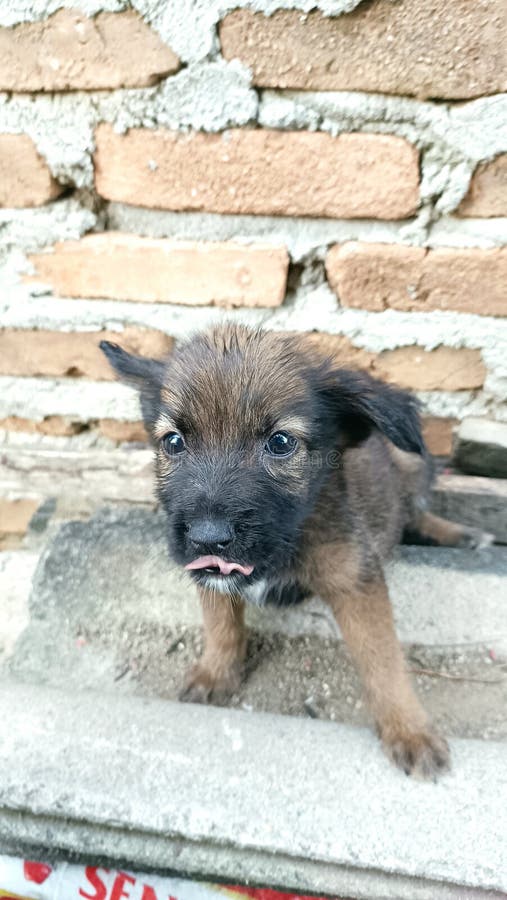 Is this Dog Taunting at the Barn Stock Image - Image of barn, jokes ...