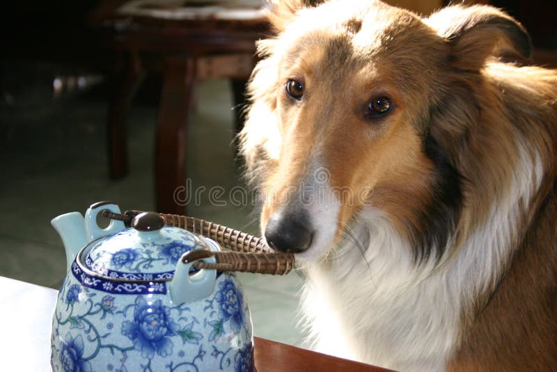 Dog running stock photo. Image of exercise, nature, wildlife - 6563096