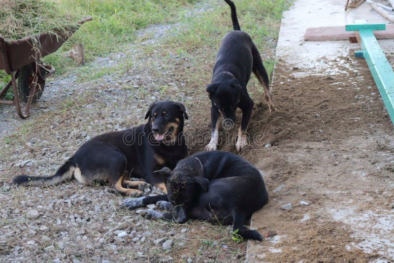 Dogs,team are diging stock image. Image of theam, play - 80552181