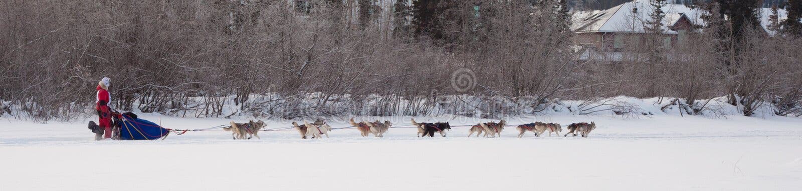 Sled dog editorial stock photo. Image of race, fast, motion - 23439123