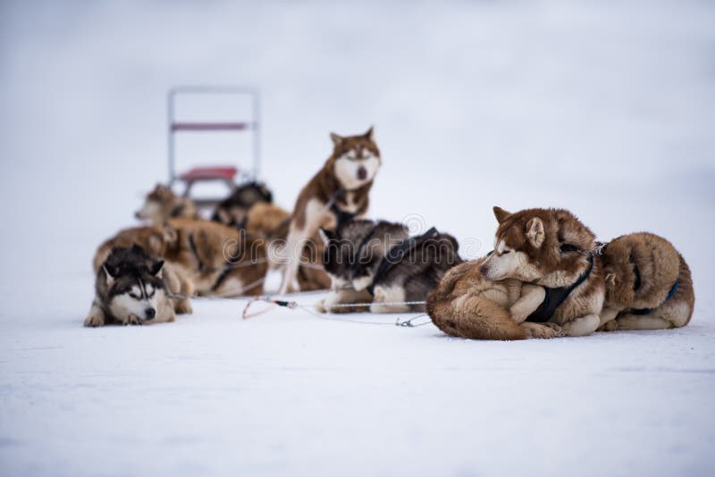 The dog team rests stock image. Image of dogs, pelage - 183919465