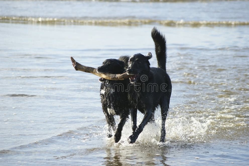 Dog Teamwork stock photo. Image of assist, play, water - 8293446