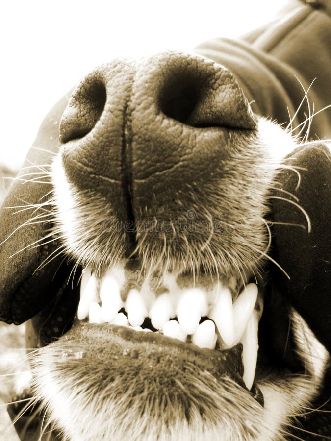 Can You Get Rabies From A Dog Teeth Scratch