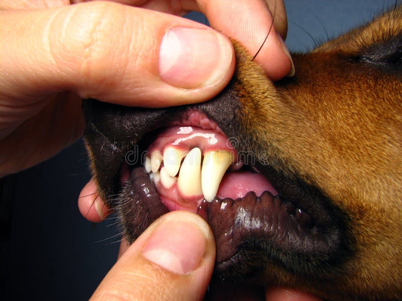 Dog teeth examination stock image. Image of canine, front - 29045805