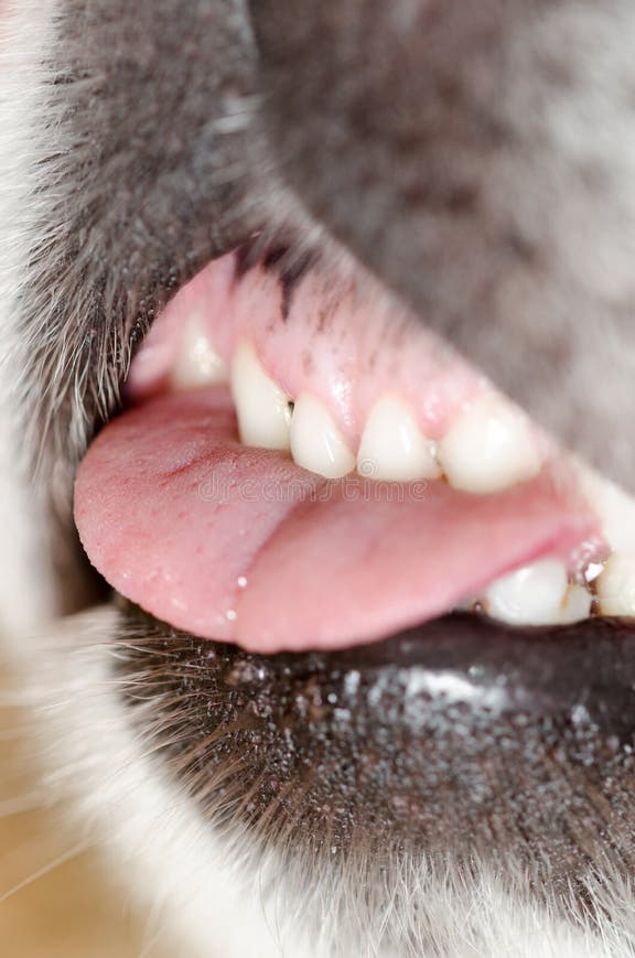 Dog teeth stock photo. Image of friend, loyal, hound - 40705766