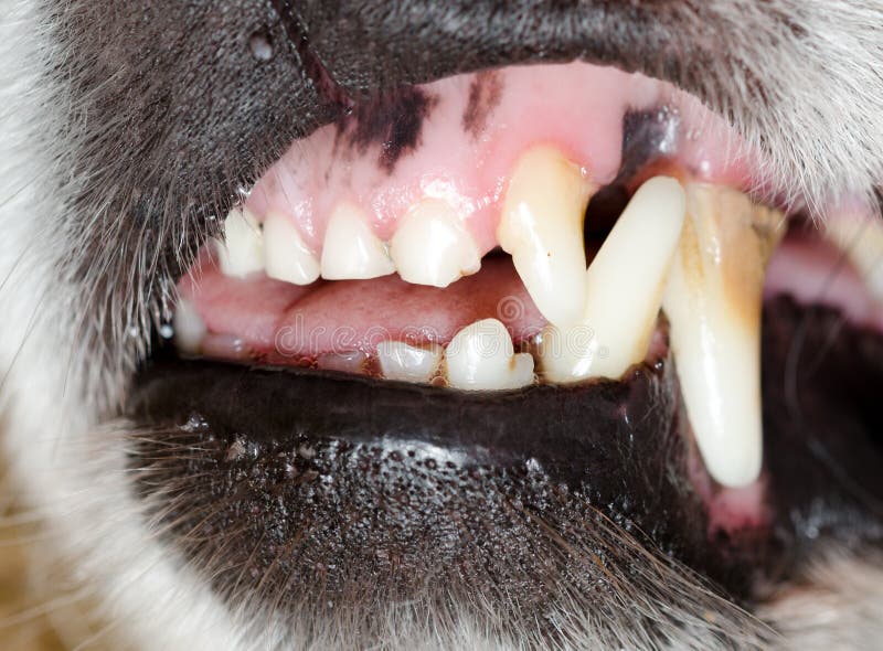Dog teeth detail in hand stock photo. Image of boxer - 20537946