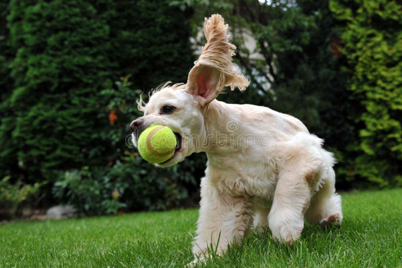Dog with tennis ball stock image. Image of shephard, chestnut - 20649633