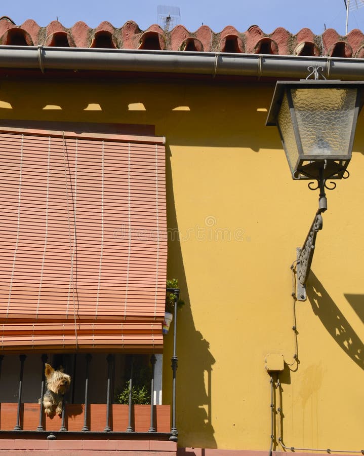 Dog in terrace stock image. Image of looking, terrace - 26935477