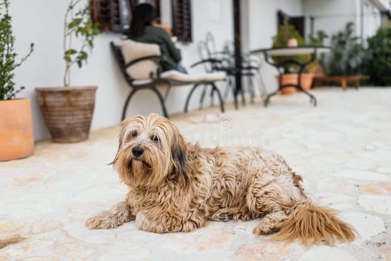 Dog on a terrace stock image. Image of friend, guard - 184746379