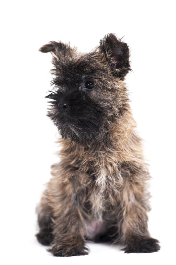 Young Grizzle and Tan Lakeland Terrier Dog Sitting, Three Months Old ...