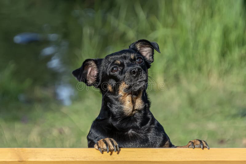 Dog. a Terrier. Cute Smiling Purebred Dog Stock Photo - Image of ...