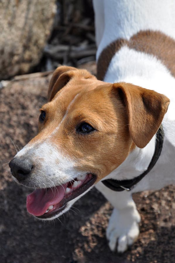 Dog terrier stock image. Image of young, breed, healthy - 47807743