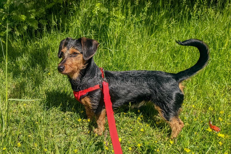 Dog terrier junior stock image. Image of flower, mammal - 190968689