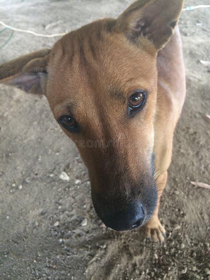 Dog stock image. Image of home, animal, smile, thaidig - 59997527