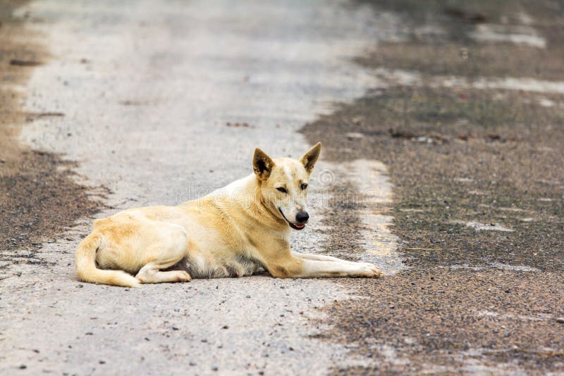 Lonely street dog stock image. Image of lonely, doggy - 5096069
