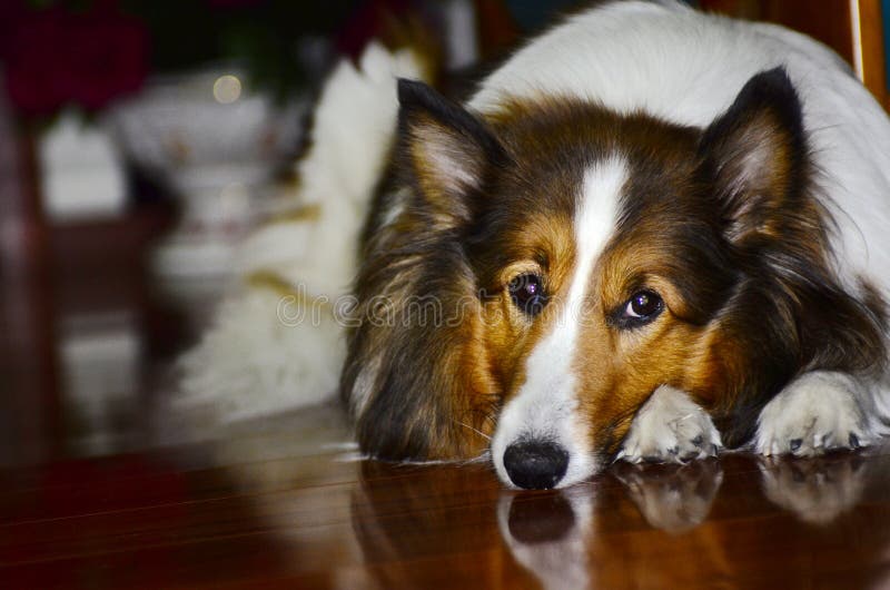 Dog stock image. Image of members, wellbehaved, pets - 32973687