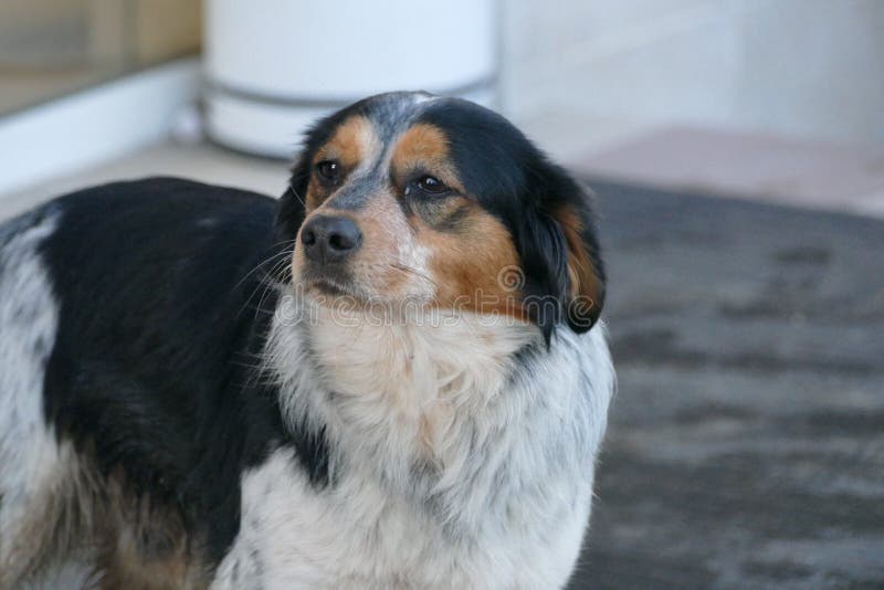 601 Dog Three Colors Stock Photos - Free & Royalty-Free Stock Photos ...