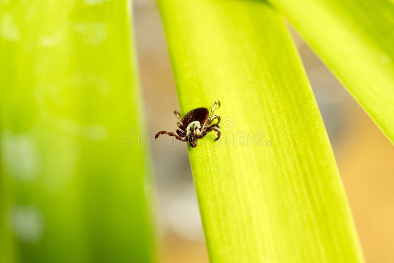 195 Scary Tick Stock Photos - Free & Royalty-Free Stock Photos from ...