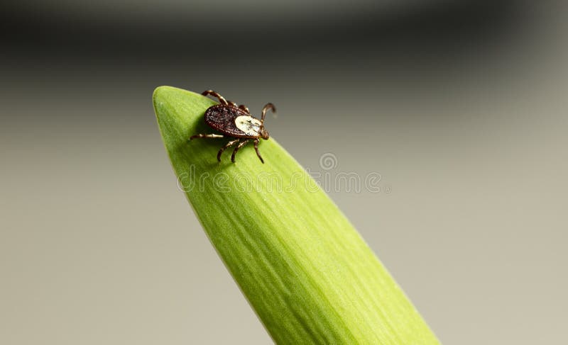 195 Scary Tick Stock Photos - Free & Royalty-Free Stock Photos from ...