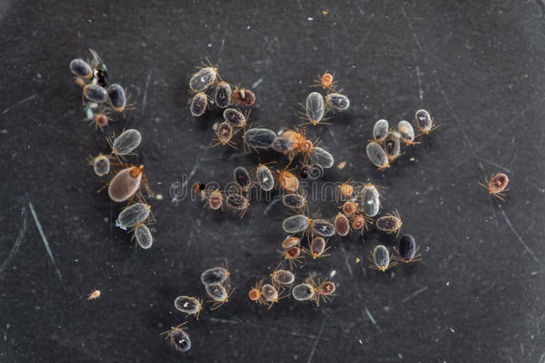 Dog Ticks and Flea Under Microscope for Study in Laboratory. Stock ...