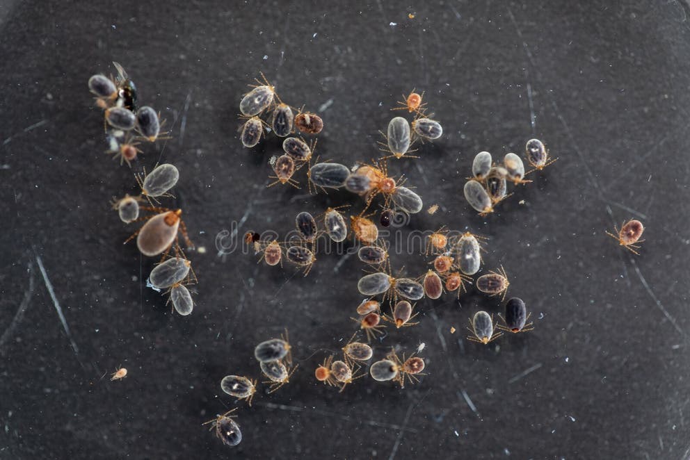 Dog Ticks and Flea Under Microscope for Study in Laboratory. Stock ...