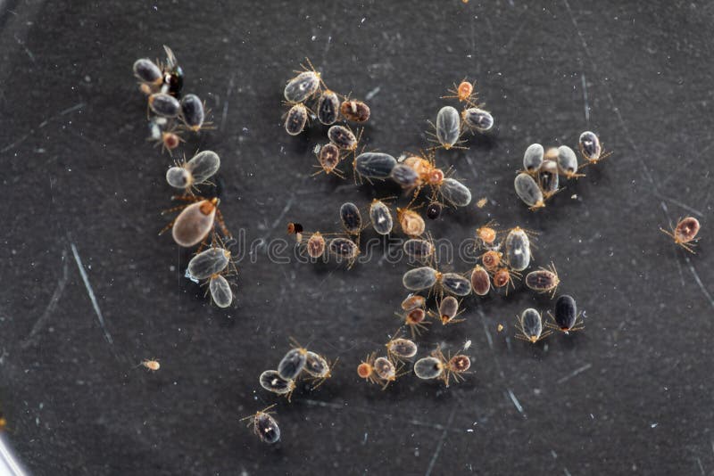 Dog or Cat Flea Under Real Magnifying Glass Over White Stock Image ...