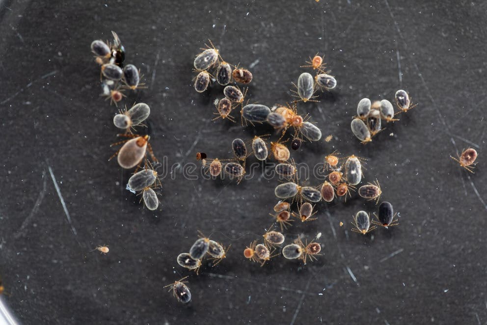 Dog Ticks and Flea Under Microscope for Study in Laboratory. Stock ...