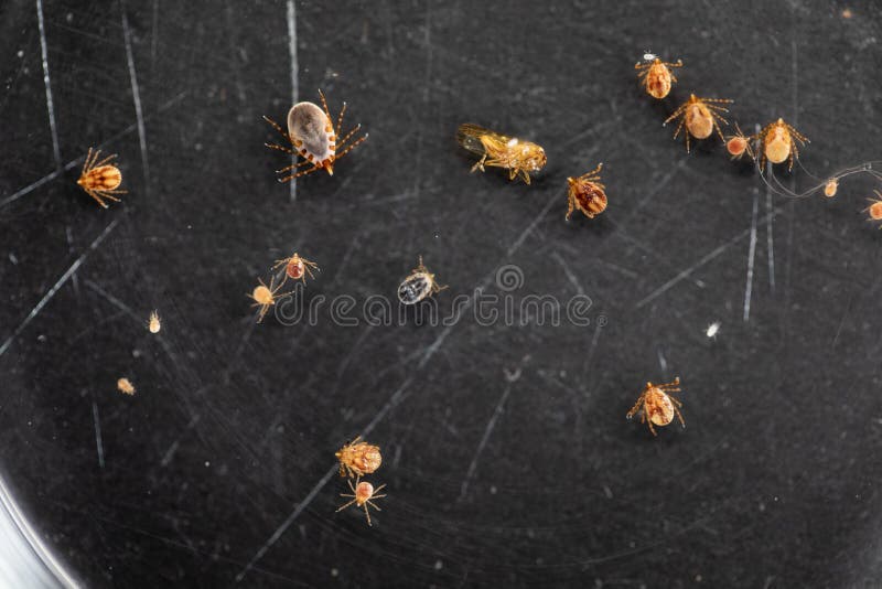 Dog or Cat Flea Under Real Magnifying Glass Over White Stock Image ...