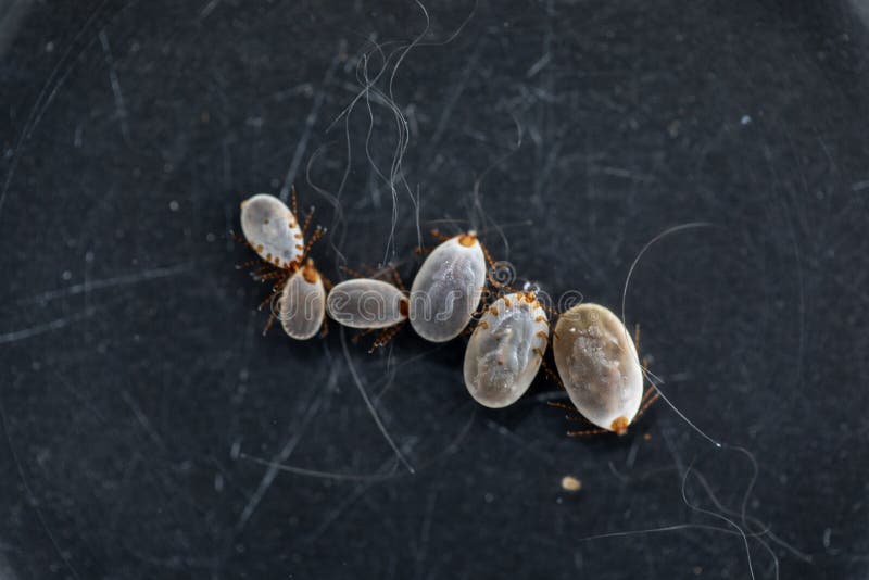 Flea Larvae Actual Size