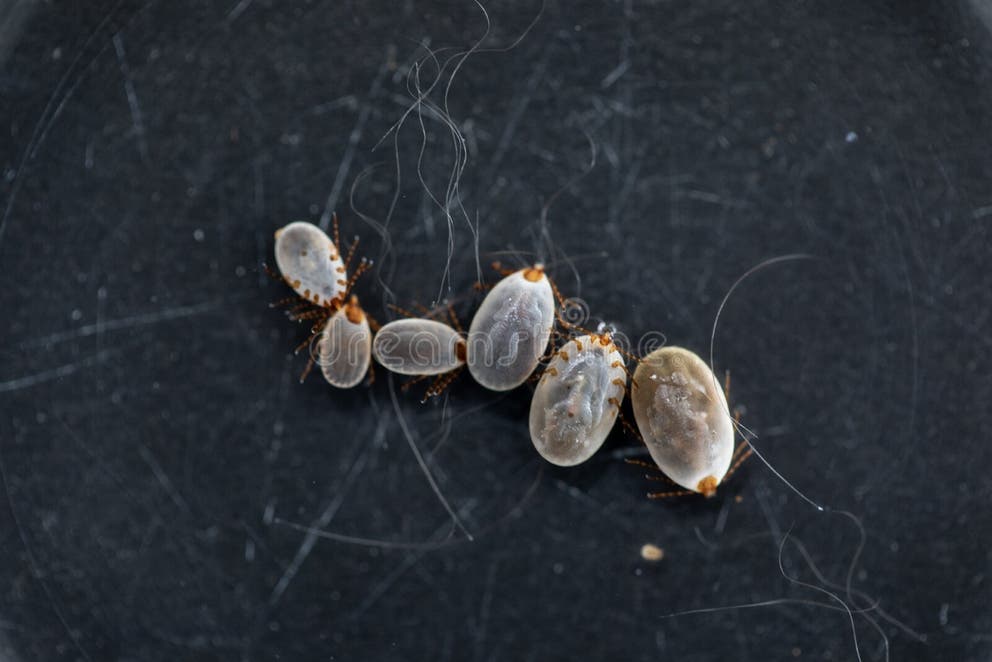 Dog Ticks and Flea Under Microscope for Study in Laboratory. Stock ...