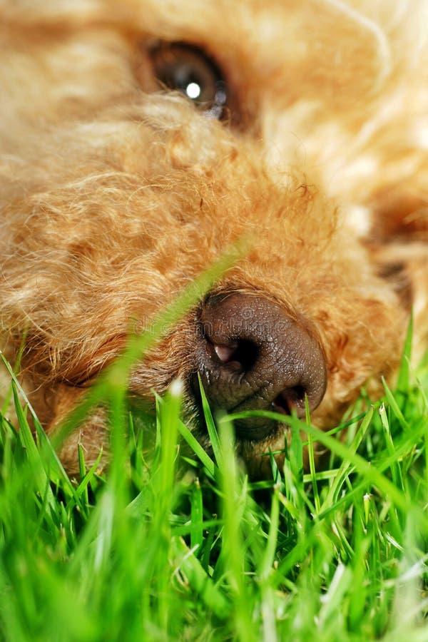 Dog tired stock image. Image of closeup, dream, doggy - 2580025
