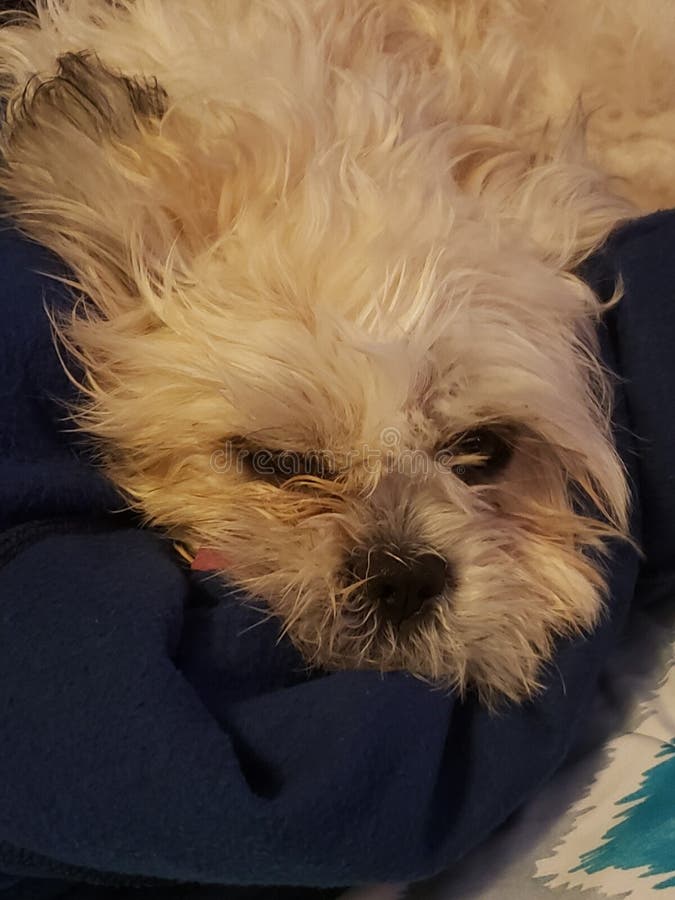 Dog Tired stock photo. Image of tired, animals, cute - 153995068