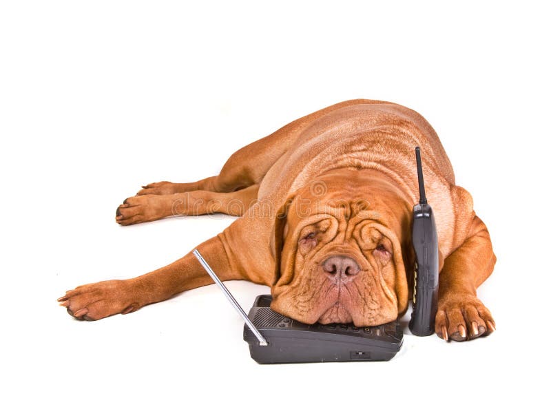 Dog Tired of Phone Calls stock image. Image of office - 11800269