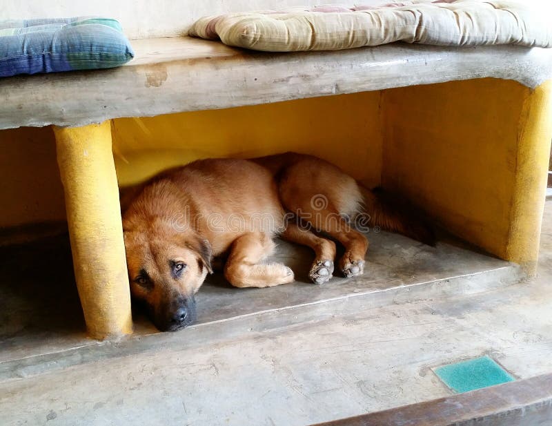 402 Dog Under Chair Photos - Free & Royalty-Free Stock Photos from ...