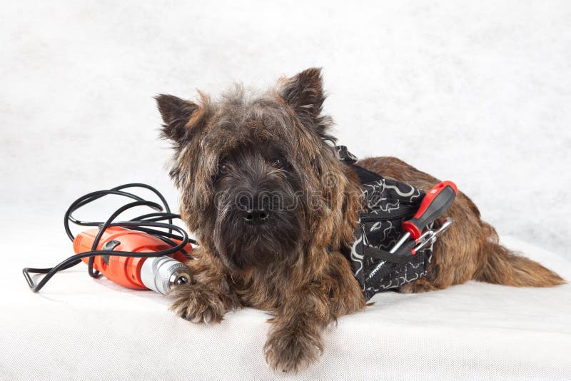Dog with Tools Portrait on White. Stock Image - Image of friend, doggy ...