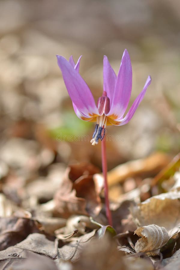 Dog-tooth Violet Erythronium Dens-canis Stock Photo - Image of dogs ...