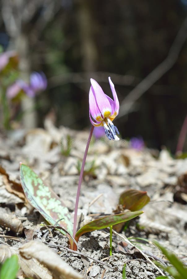 Dog-tooth Violet (Erythronium Dens-canis) Stock Photo - Image of petal ...
