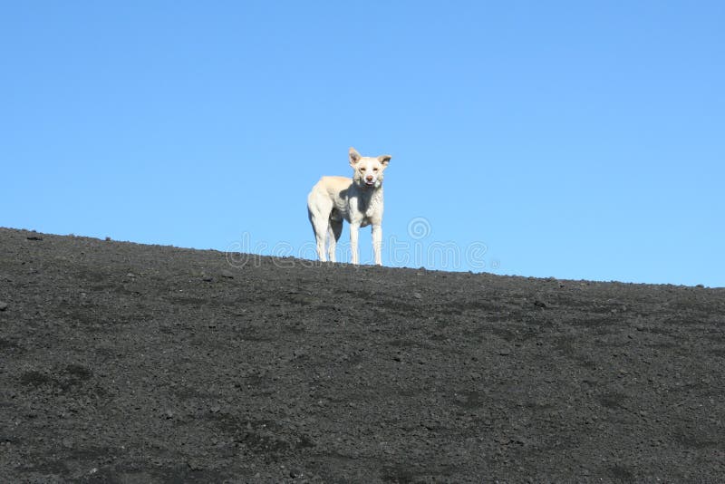 Dog on the Top of Etna Volcano Stock Image - Image of blue, volcano ...