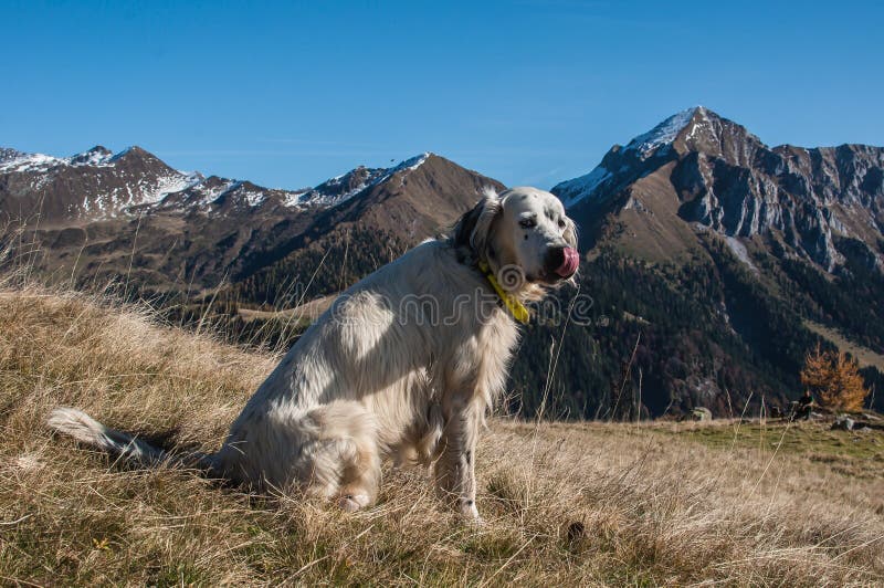 Dog on the Top of the Mountain Stock Photo - Image of autumn, frost ...