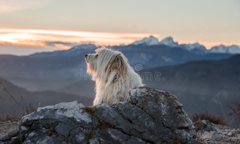 Dog at the Top of the Mountain Stock Image - Image of animal, landscape ...