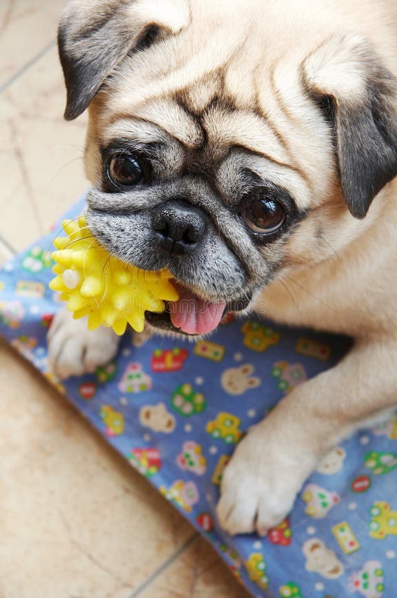 Dog and toy stock photo. Image of fellow, attentive, guarding - 3736412