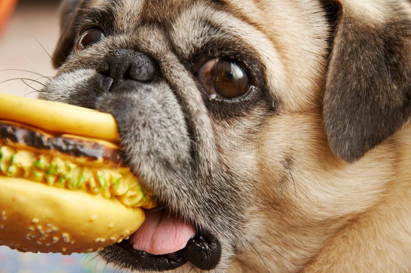 Pug and hamburger stock image. Image of animal, domestic - 3733123