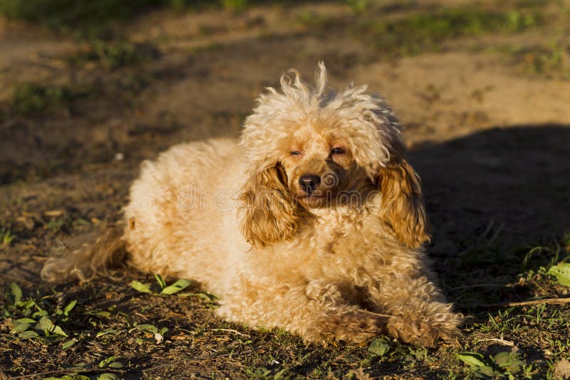 Dog Toy Poodle Apricot Color Stock Image - Image of sunlight, mammal ...