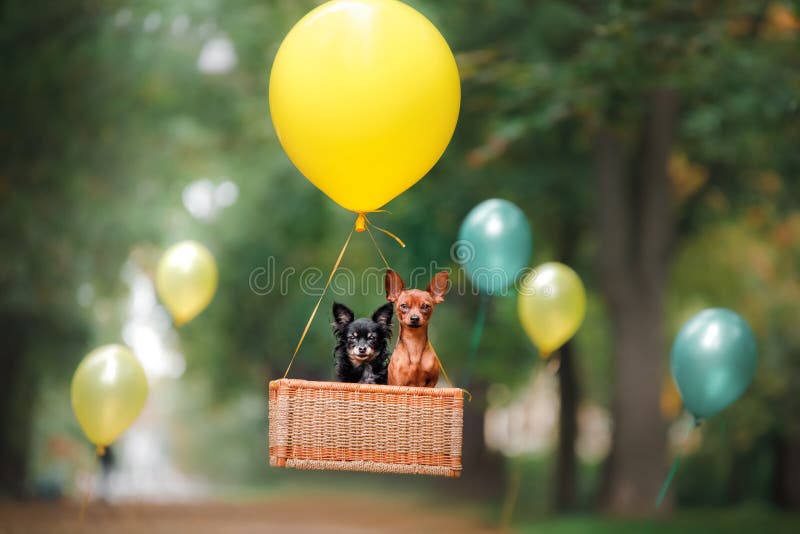 Flying Dog on the Balloon in the Basket . Little Pet on the Nature in ...