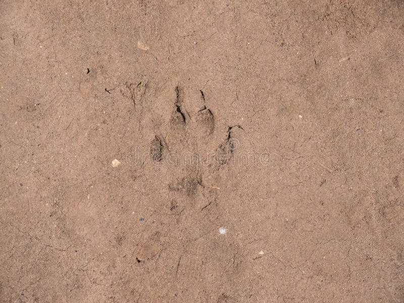Dog trace on ground stock photo. Image of single, ground - 95068102