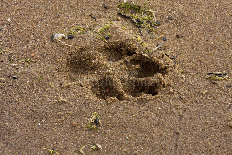 Dog Track 813285 stock photo. Image of gladstone, canines - 204656762