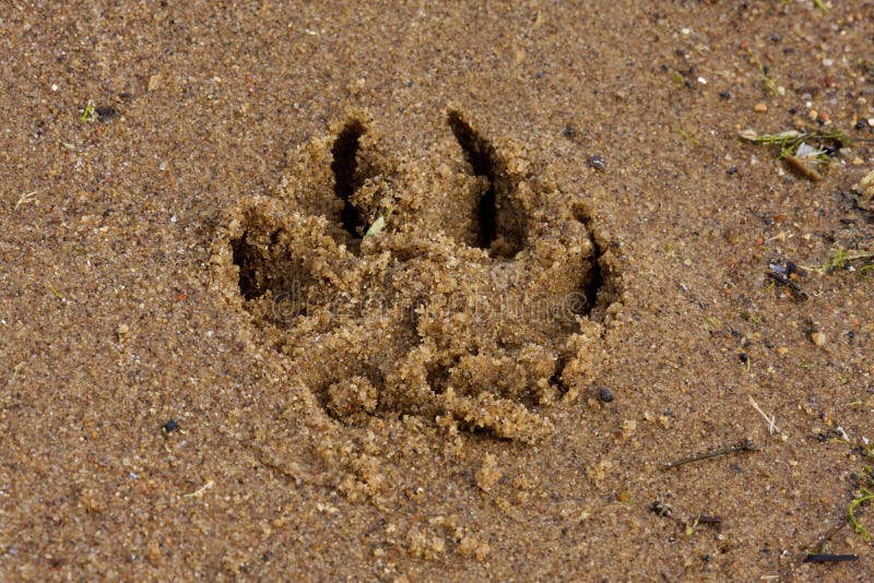 Dog Track 813289 stock image. Image of canines, gladstone - 204656779